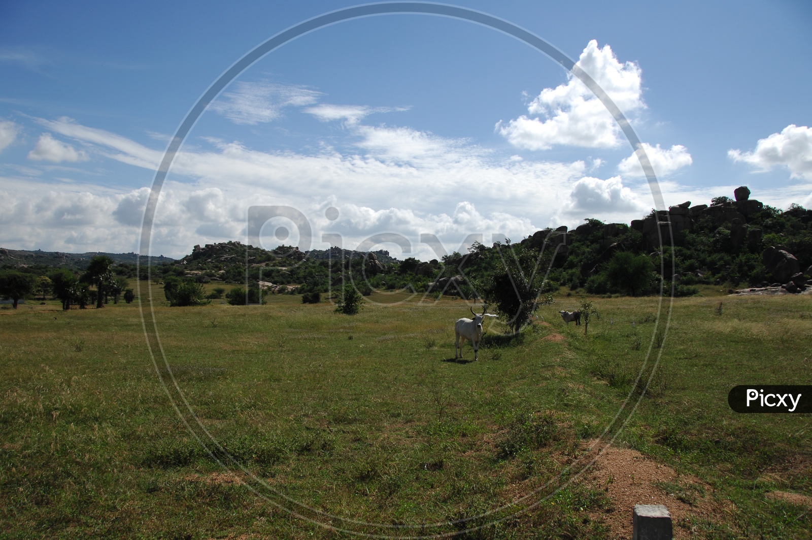 Image of A wide open area with cattle-JR309380-Picxy