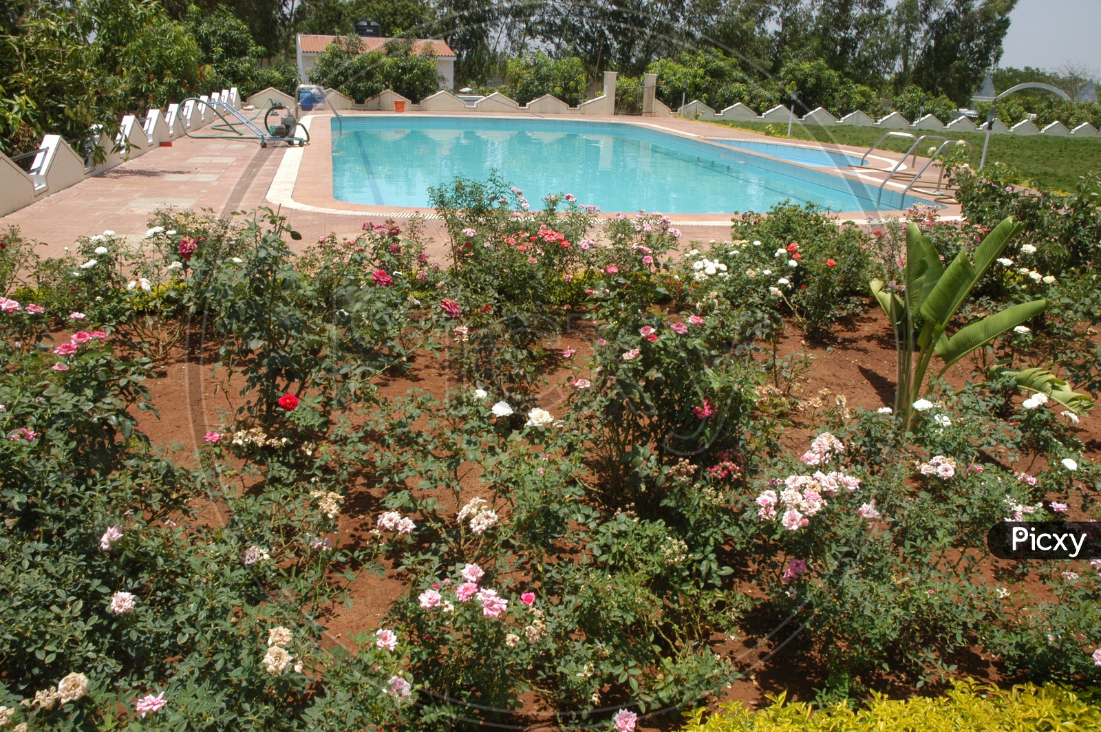 Image of Backyard Swimming pool with rose plants around-EW071054-Picxy