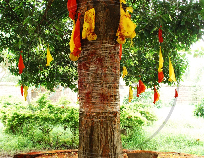 Image of Worship Of Tree With Turmeric And Vermilion In India-MV430219 ...