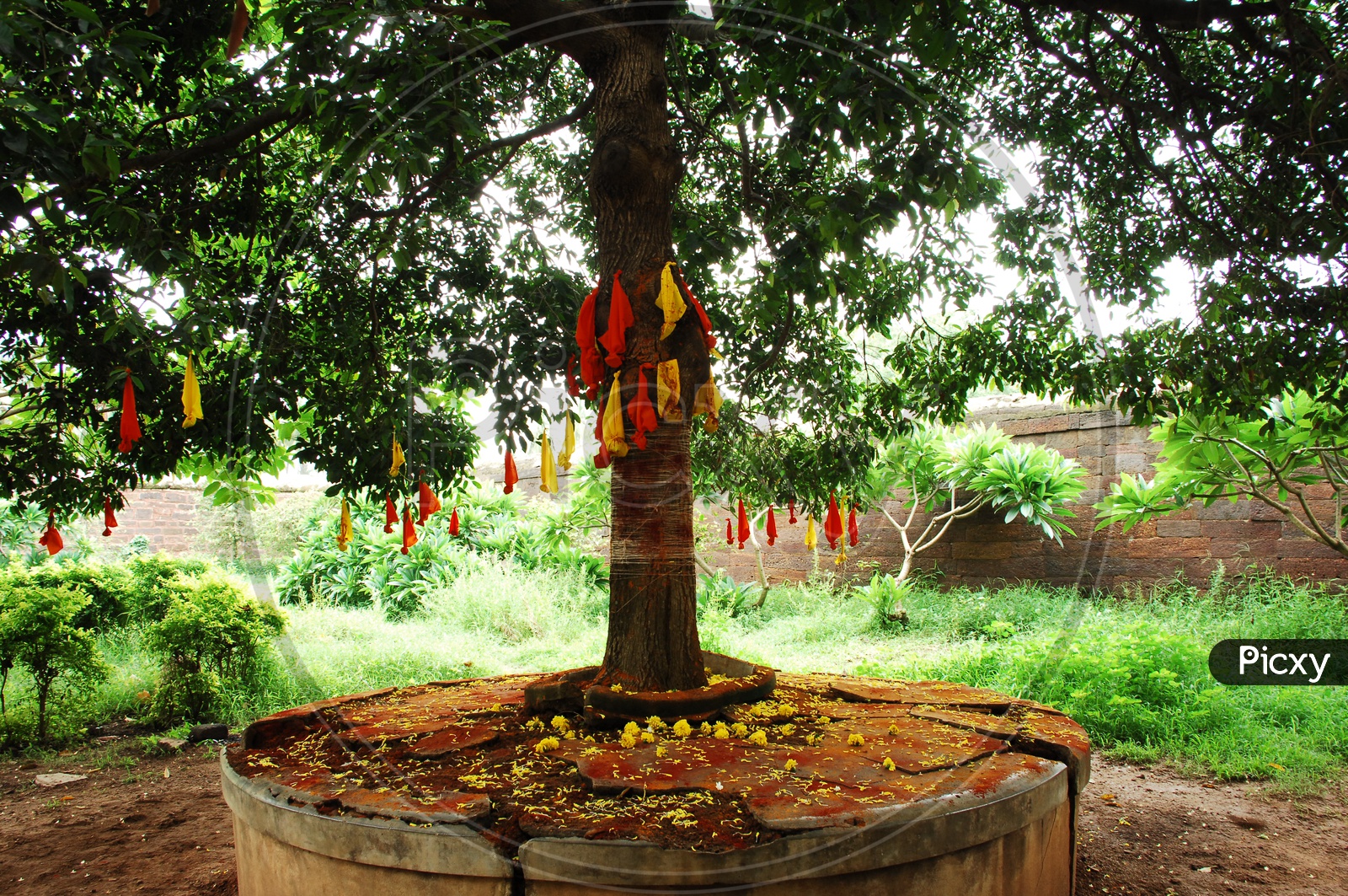 Image of tree Being Devoted With Turmeric and Kumkum In India-FR247028 ...