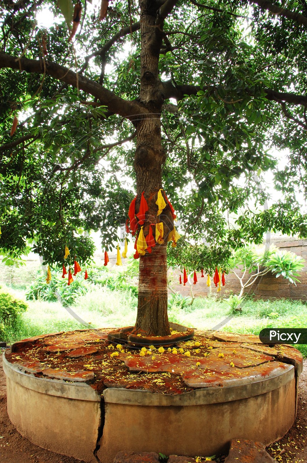 Image of tree Being Devoted With Turmeric and Kumkum In India-YW862833 ...