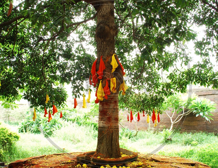 Image of tree Being Devoted With Turmeric and Kumkum In India-YW862833 ...