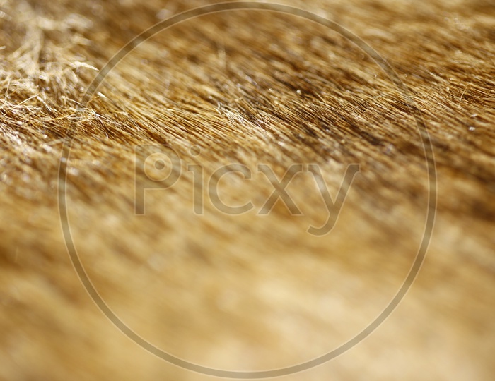 Image of Texture of a fibrous material-UT766280-Picxy