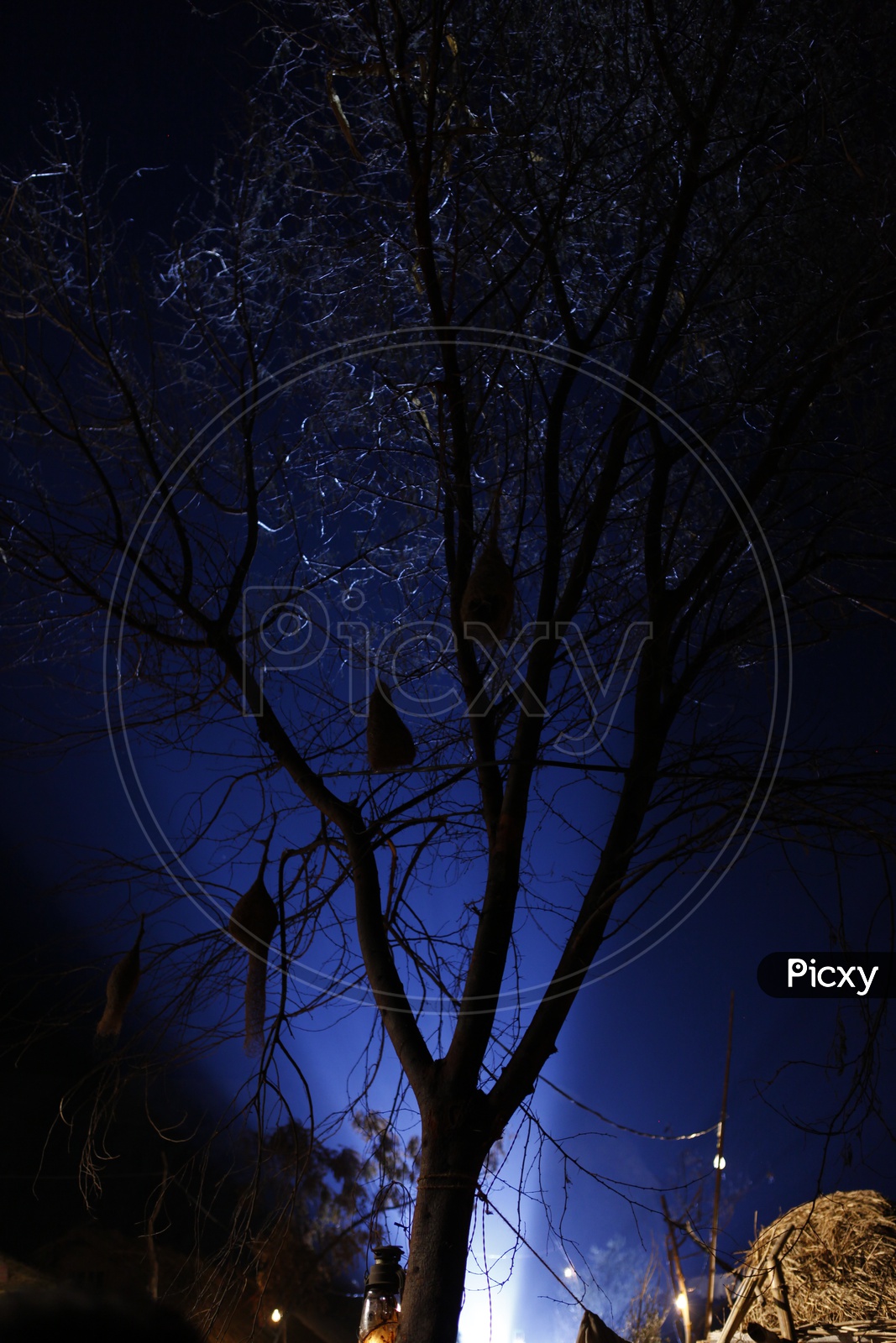 Image of Tree during the night-HP863443-Picxy