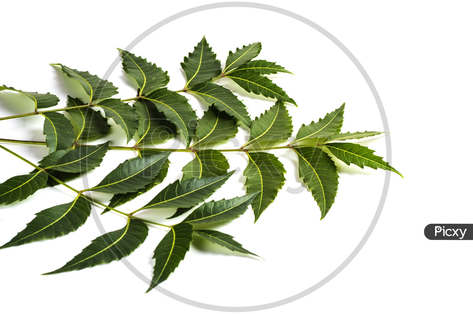 Single Neem Leaf