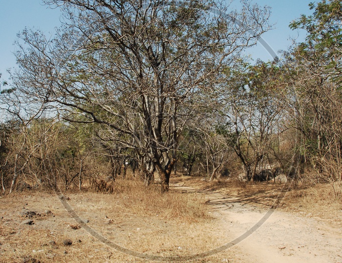 Image of Giant tree alongside the road-EH714882-Picxy