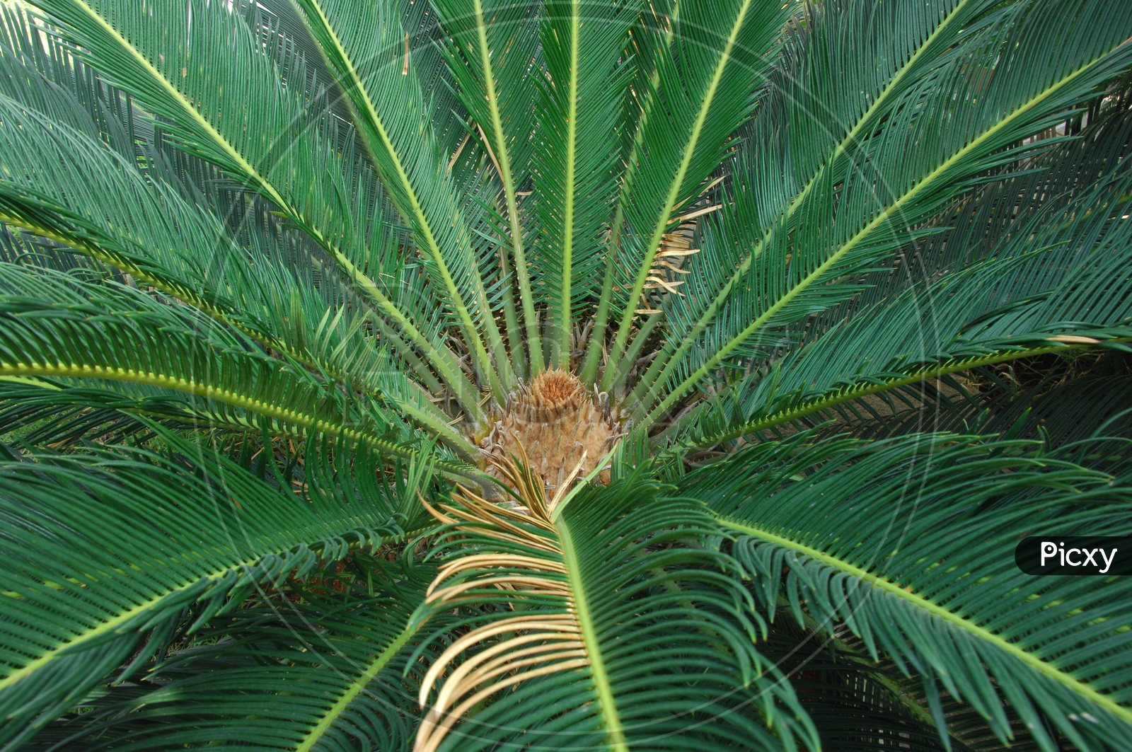 Image of Date palm tree leaves-PP057641-Picxy
