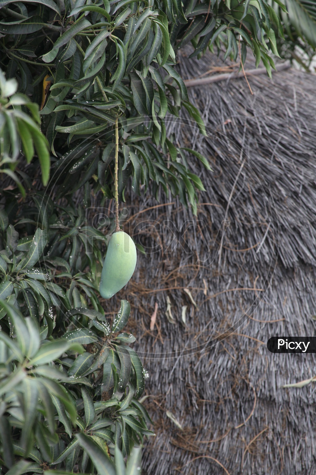 Image of Mango hanging from the tree-NE466902-Picxy