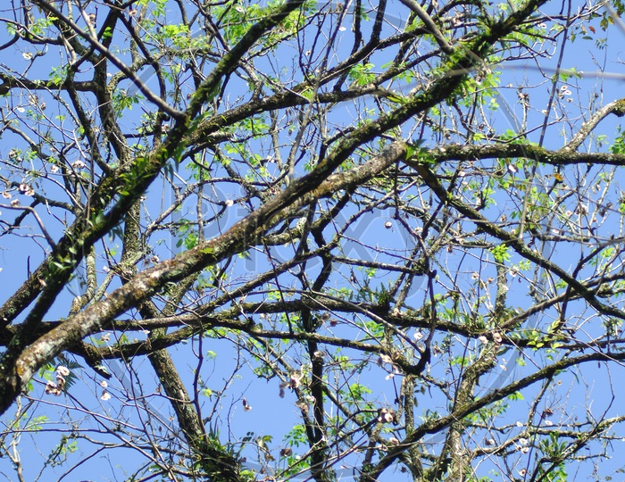 Image of Tree branches during spring-JV628230-Picxy