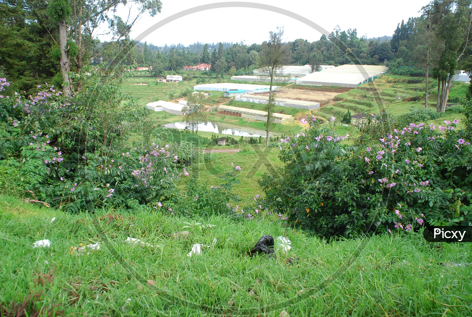 Image of Plantation Trees Ina Garden-MQ616548-Picxy