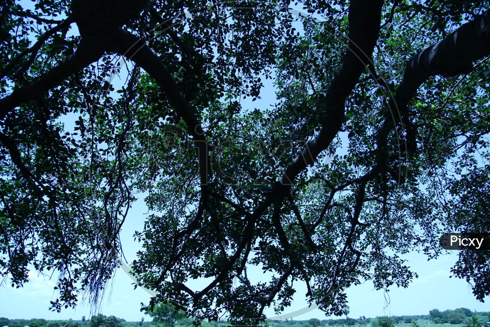 Image of Branches of a giant tree-XI885925-Picxy
