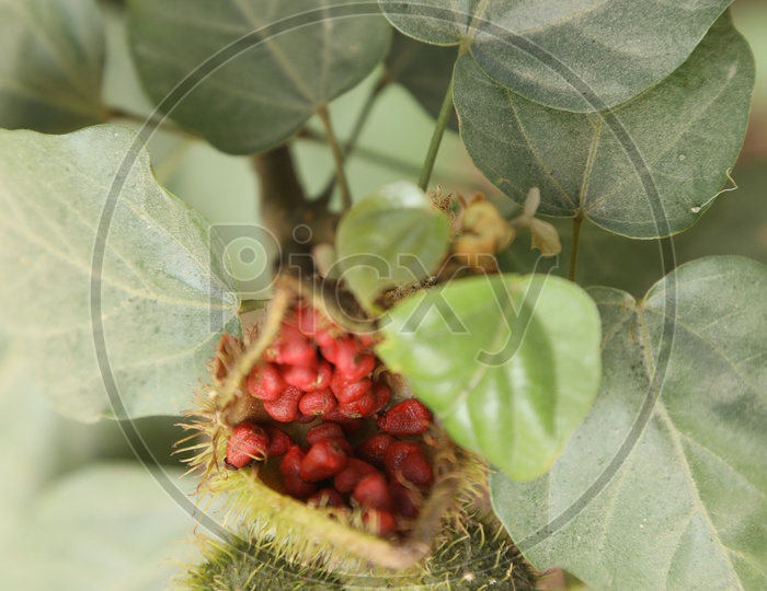 Image of Kumkum Seeds in a Plant-WA955695-Picxy