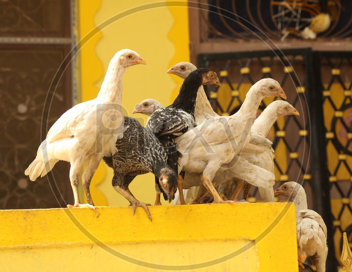 Image of Hens Standing On a Wall-RQ153688-Picxy