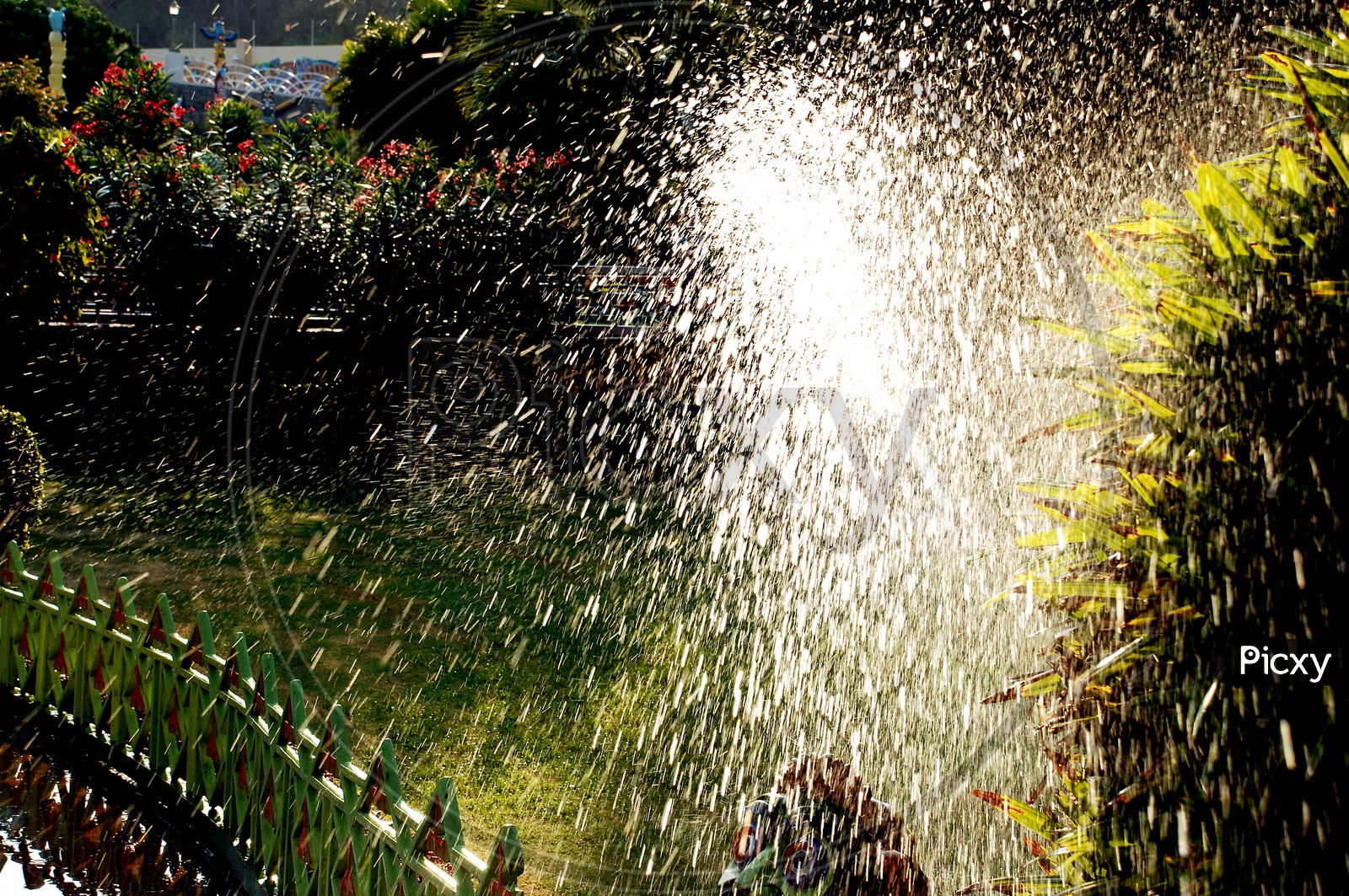 Image of Sprinkling water in the garden-ZR238781-Picxy