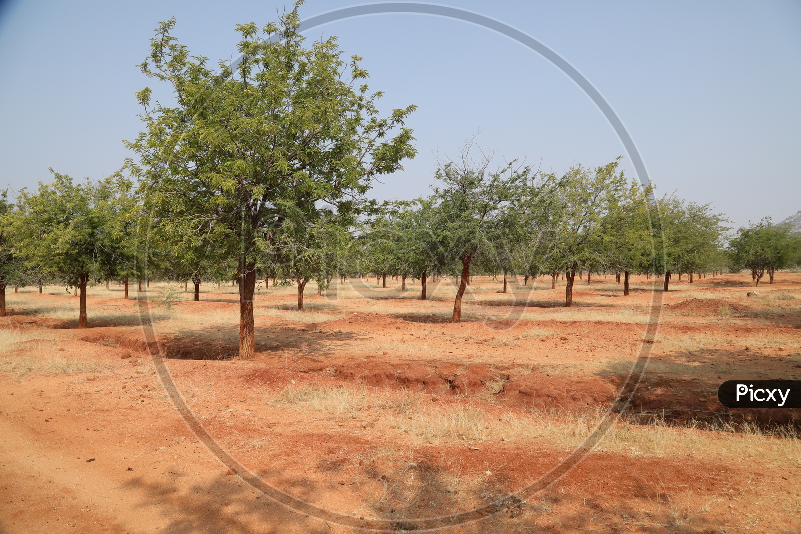Image of Tamarind Farming or Tamarind Farms-JH039790-Picxy