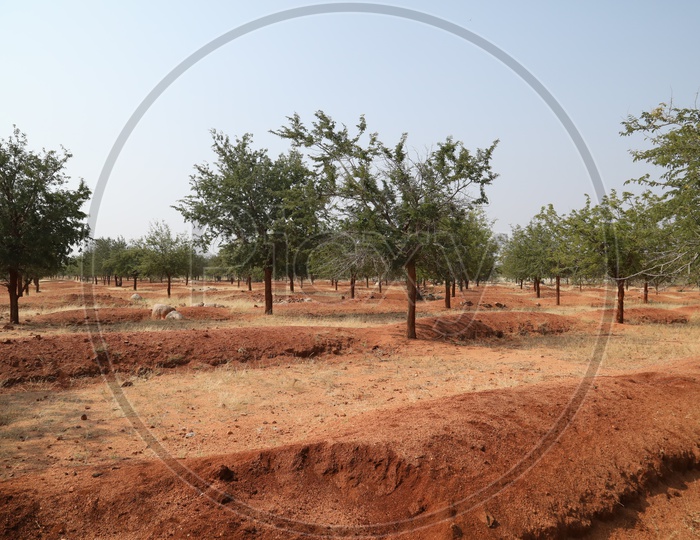 Image of Tamarind Farming or Tamarind Farms-JH039790-Picxy