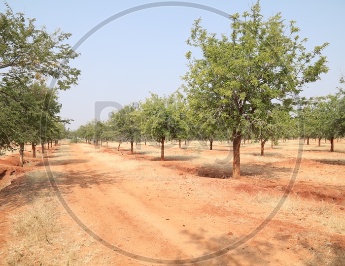 Image of Tamarind Farming or Tamarind Farms-MQ249671-Picxy