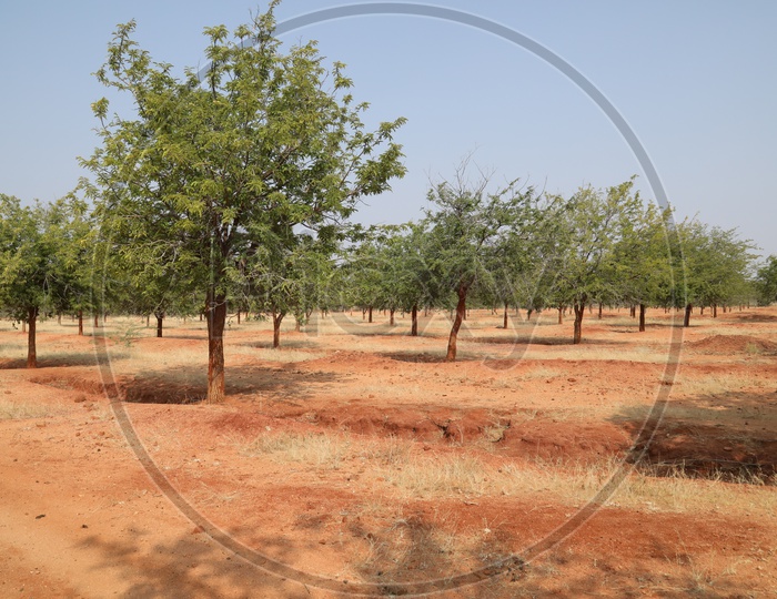 Image of Tamarind Farming or Tamarind Farms-JH039790-Picxy