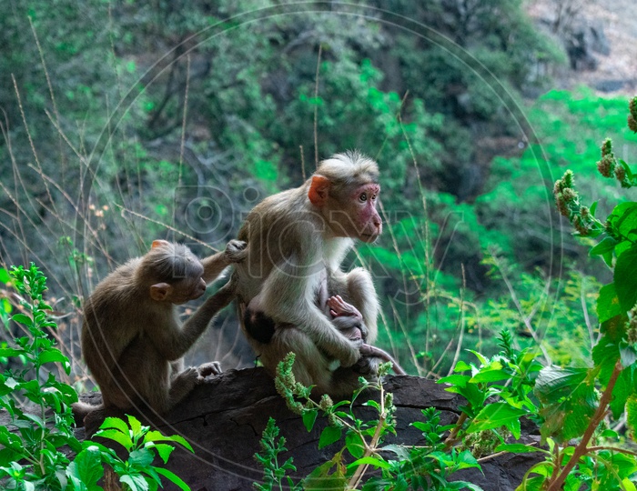 Image of MONKEYS AT JWALA NARASIMHA SWAMI TEMPLE, AHOBILAM.-XW880584-Picxy