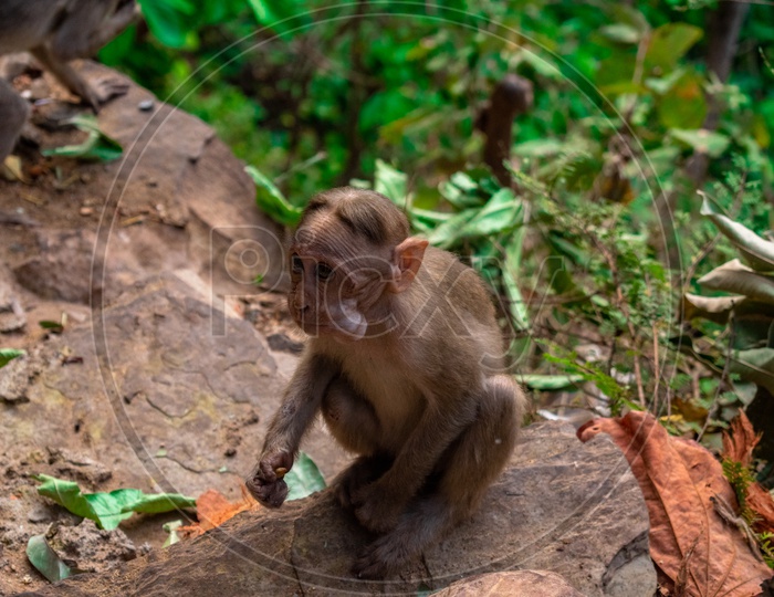 Image of Monkey at Jwala Narasimha swami temple, Ahobilam, Kurnool ...