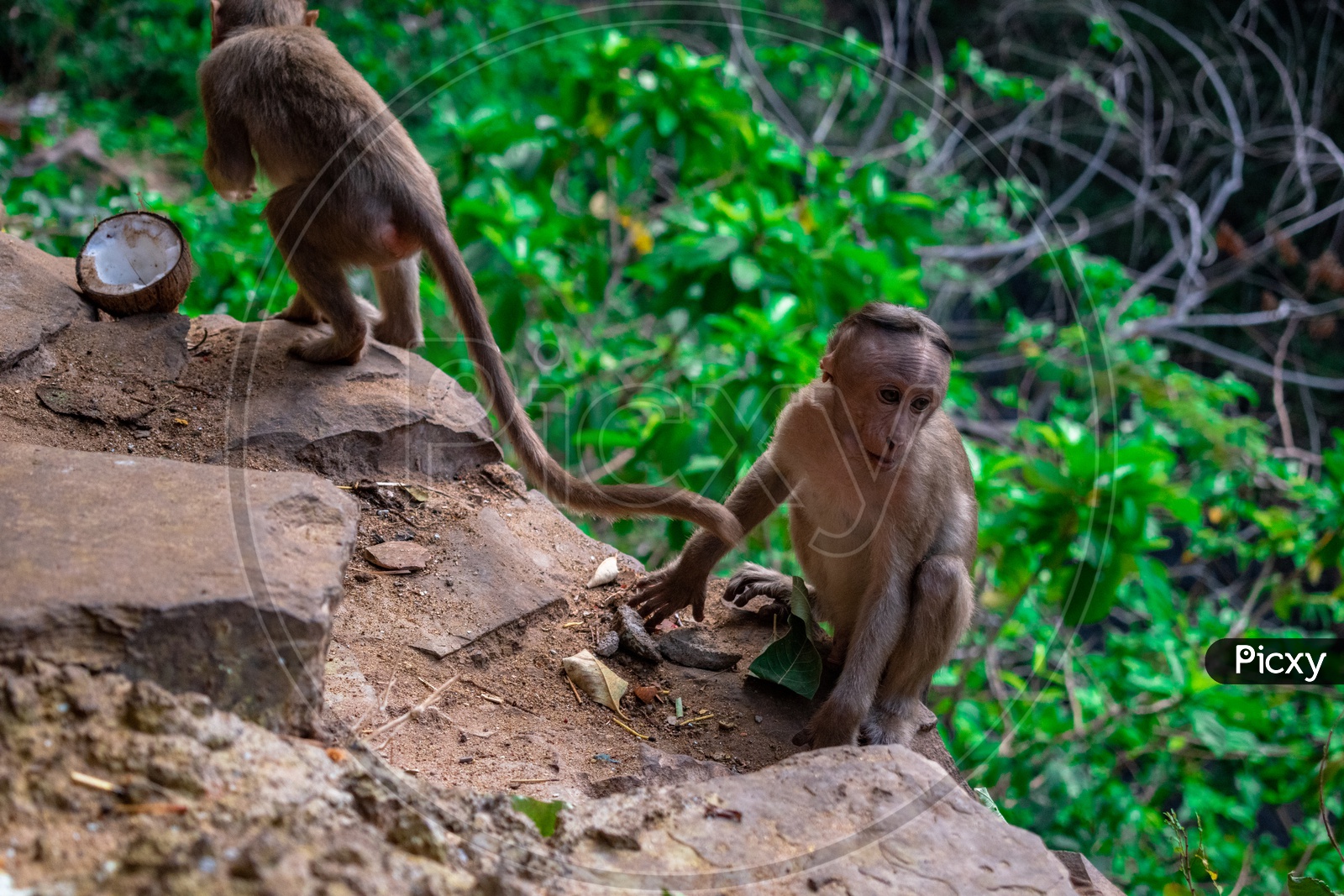 Image of Monkeys at Jwala Narasimha swami temple, Ahobilam, Kurnool ...