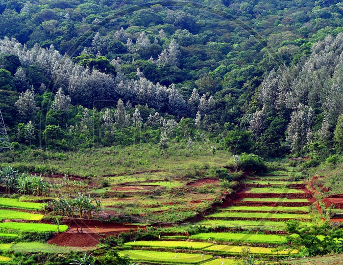Image of Step Wise Farming on Valleys-UJ007195-Picxy