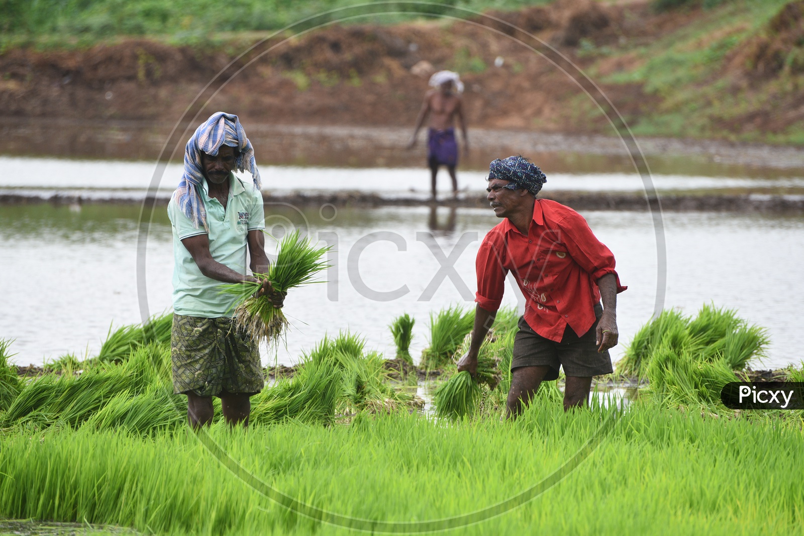 Image of Indian Farmers sowing paddy-XI372949-Picxy
