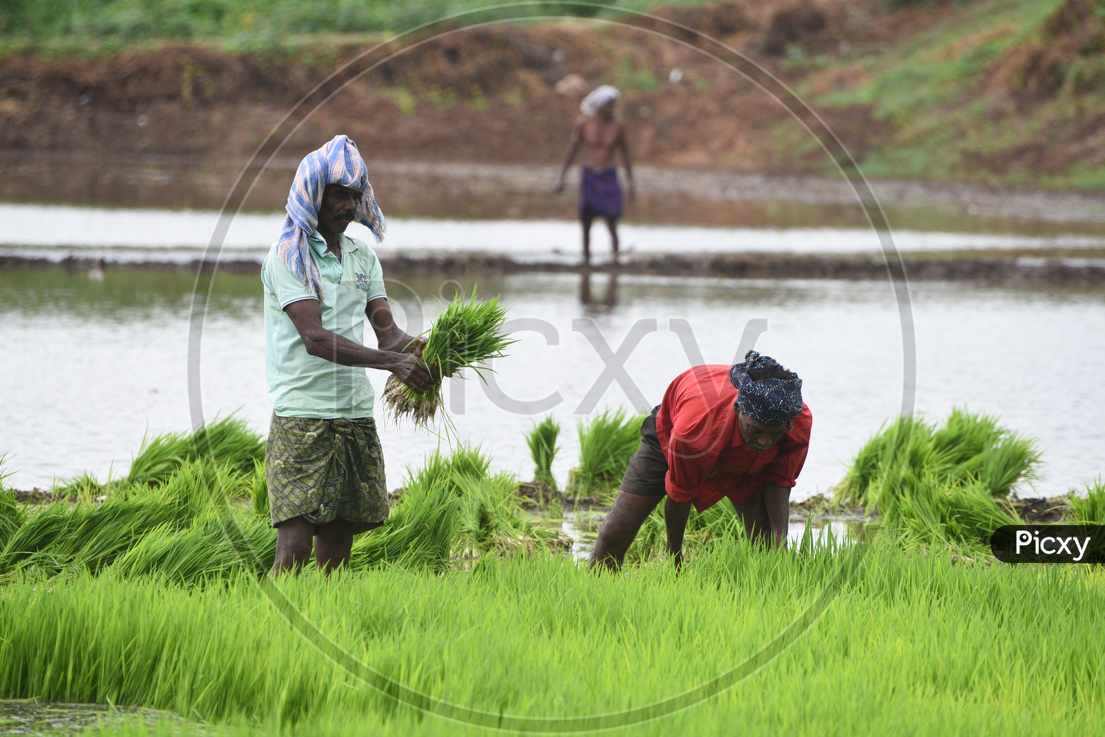 Image of Indian Farmers sowing paddy-GW556433-Picxy