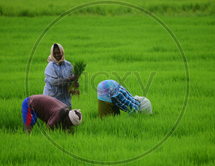 Image of Indian Farmers working in the Agricultural field-XU588436-Picxy