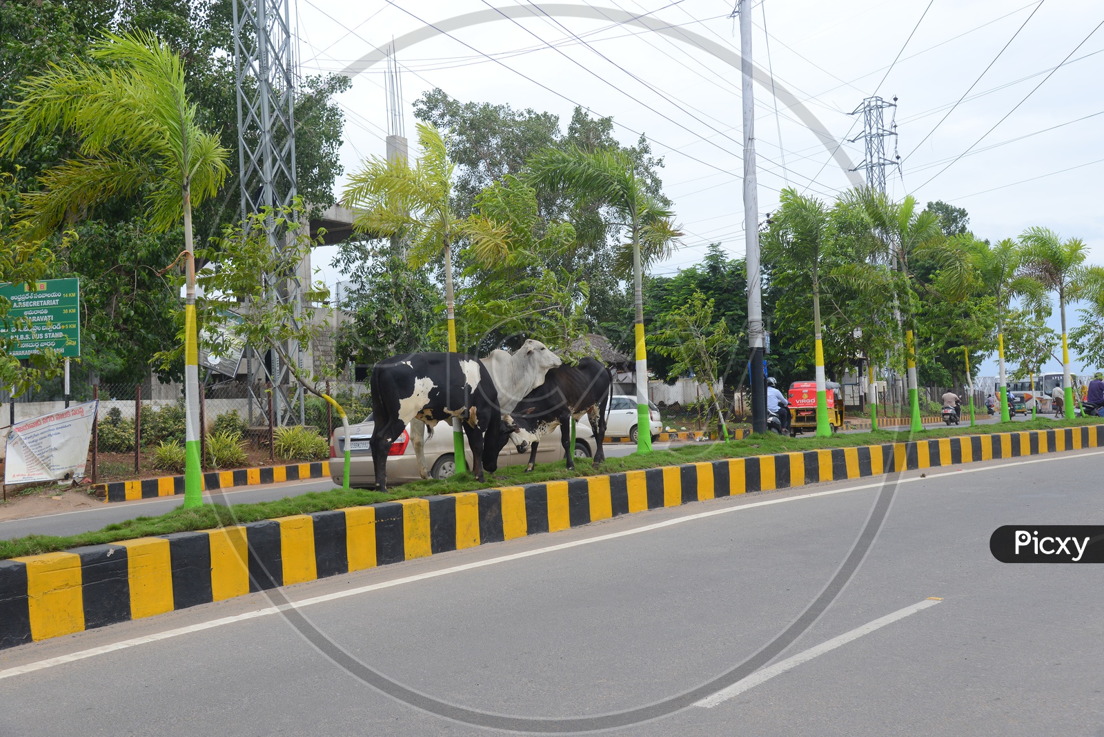 Image of Stray cows on the road divider-UD957112-Picxy