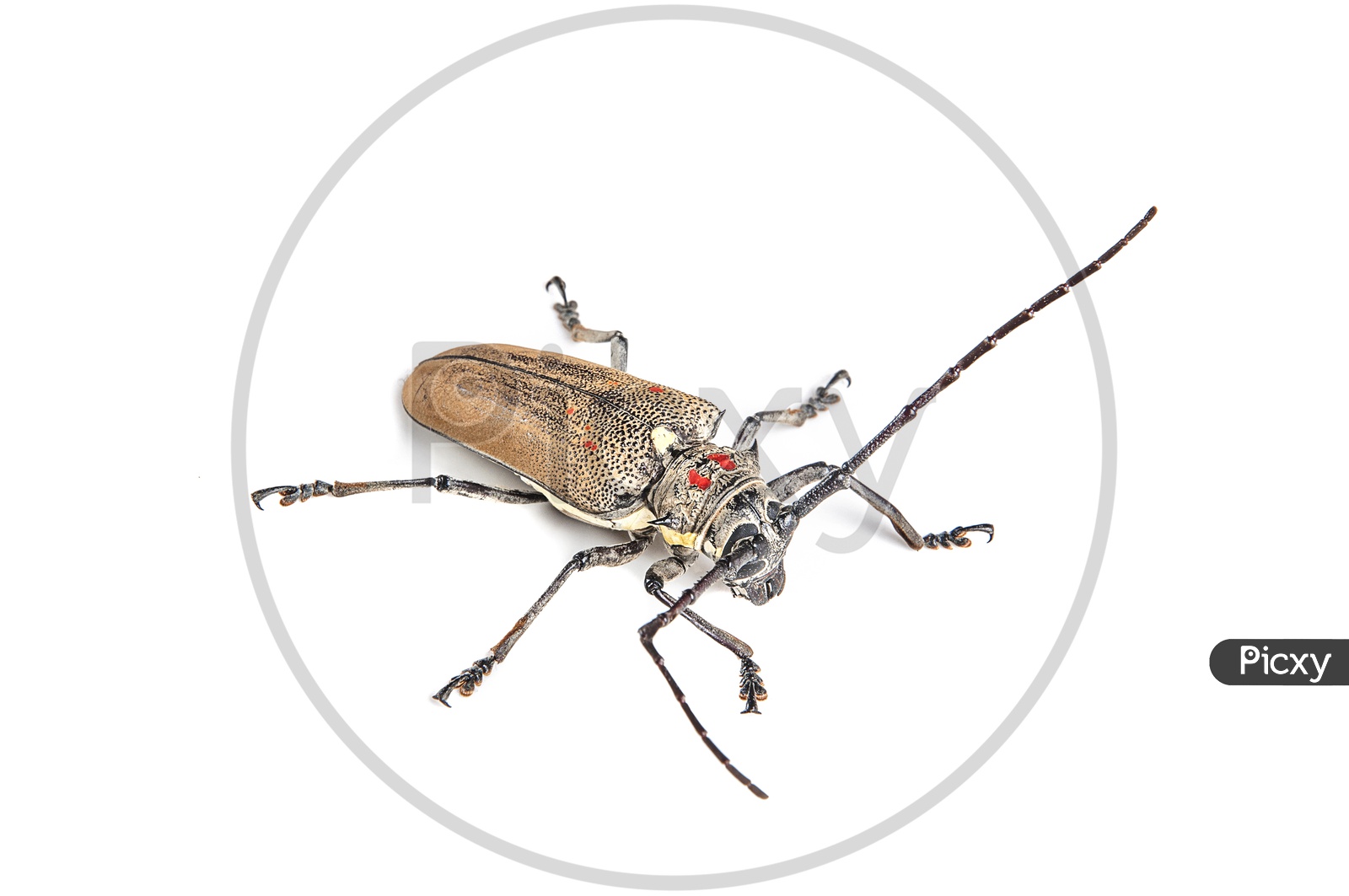 Image of Tree borer, Batocera rufomaculata isolated on a white ...