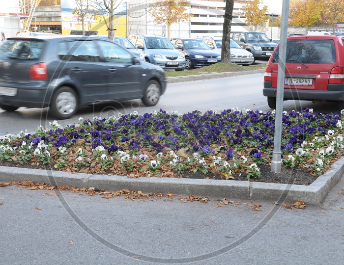 Image of Garden Plants alongside the roadway-CO004599-Picxy