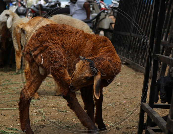 Image of The scratching sheep-MR342647-Picxy