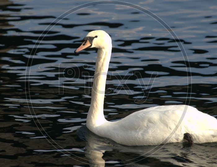 Image of A Tundra Swan moving along on the water-ZP558067-Picxy