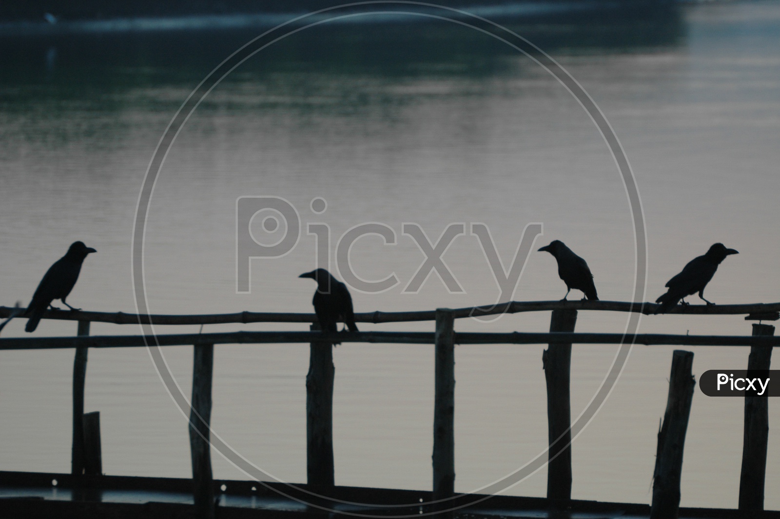 Image of Silhouette of crows on a wooden bridge-EV049846-Picxy