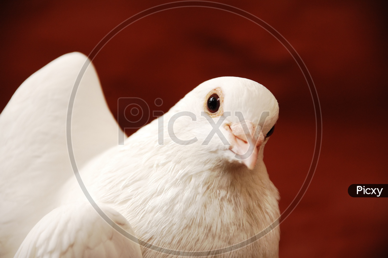 Image of A Dove's eye-JW847702-Picxy