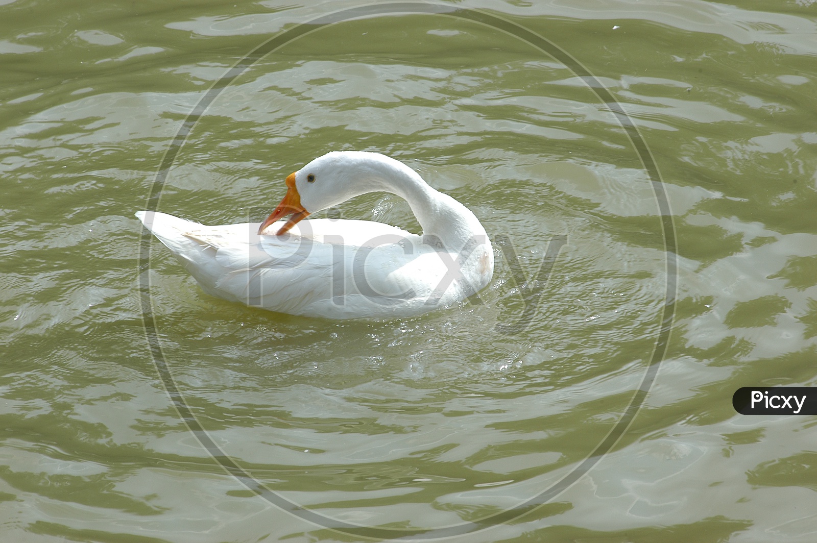 Image of A Duck with its neck bent backwards-TI032190-Picxy