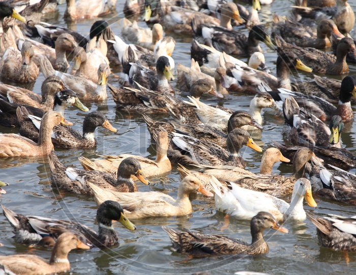 Image of ducks sailing in water-UX805533-Picxy