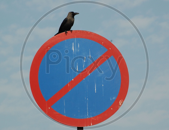 Image of A crow on a 'no parking' sign board-EZ867508-Picxy