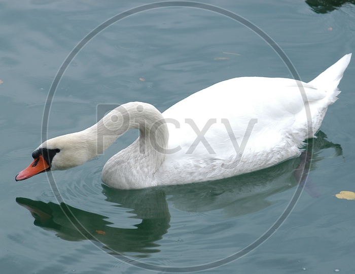Image of A Duck with its neck bent backwards-TI032190-Picxy