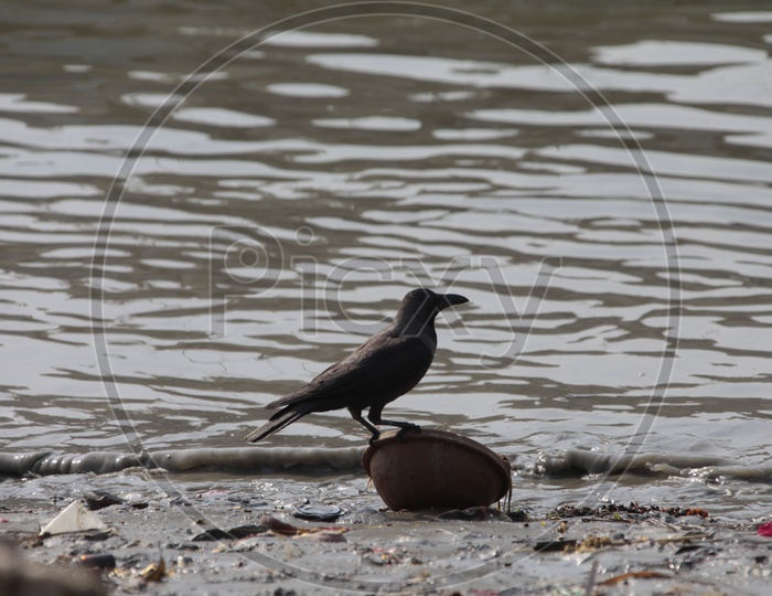 Image of A crow scavenging near a lake-VL435110-Picxy