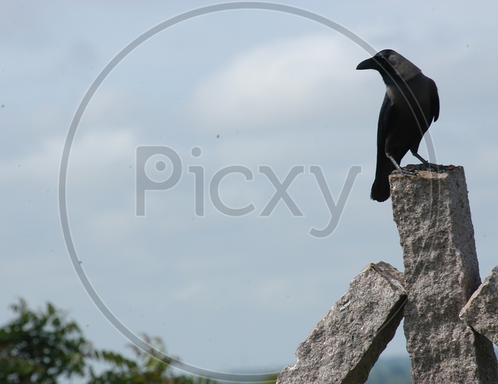 Image of A crow on a concrete pole-NW158727-Picxy