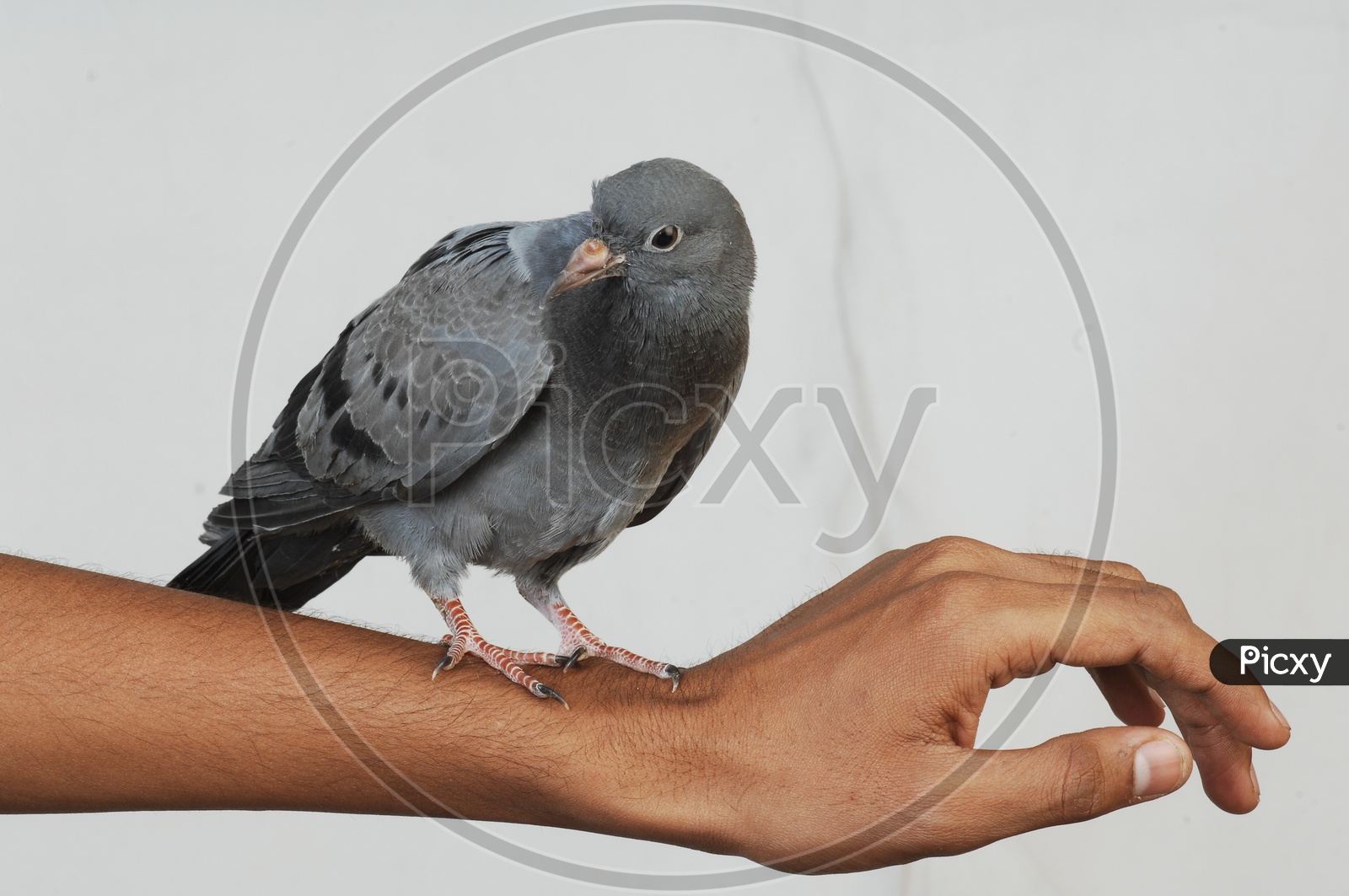 Image of Pigeon bird standing on human hand-BN614853-Picxy