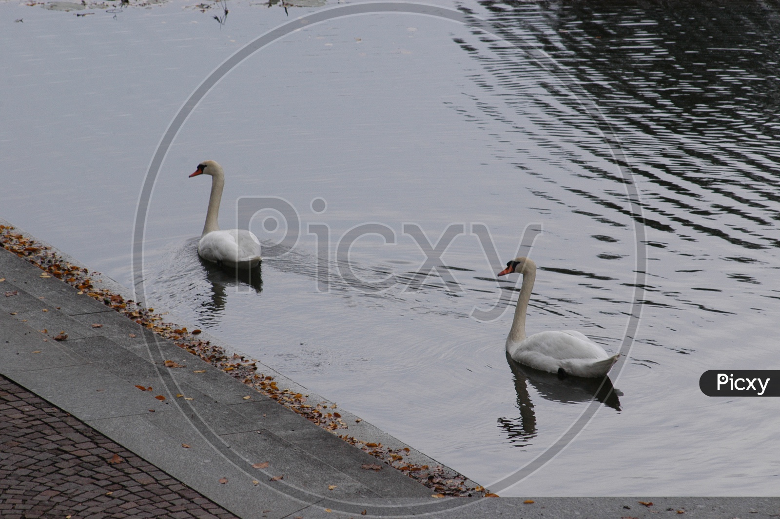 Image of A couple of Tundra Swans moving on the pond water-CA576475-Picxy