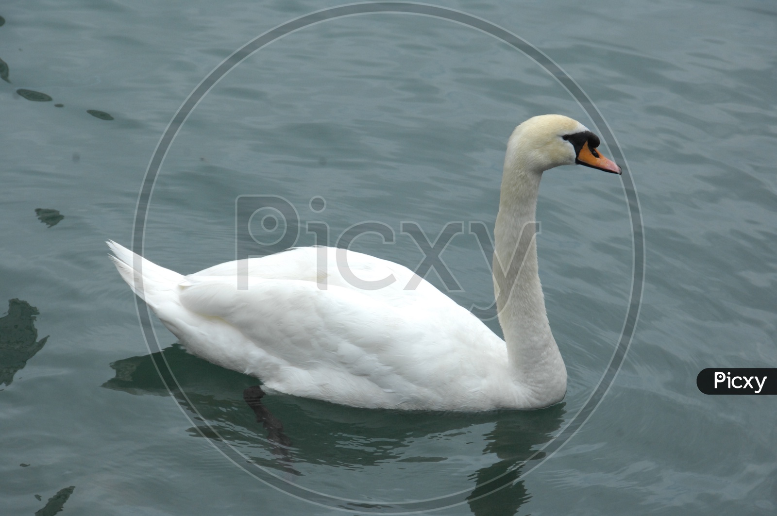 Image of A Tundra Swan moving along on the water-DQ834897-Picxy