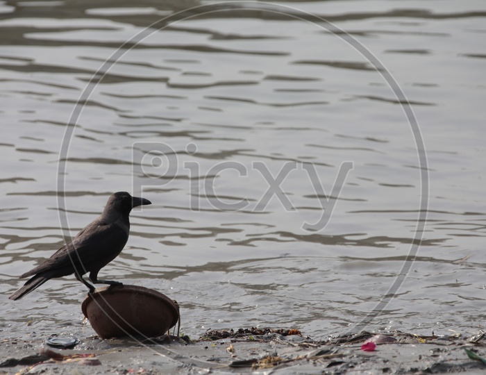 Image of A crow scavenging near a lake-VL435110-Picxy