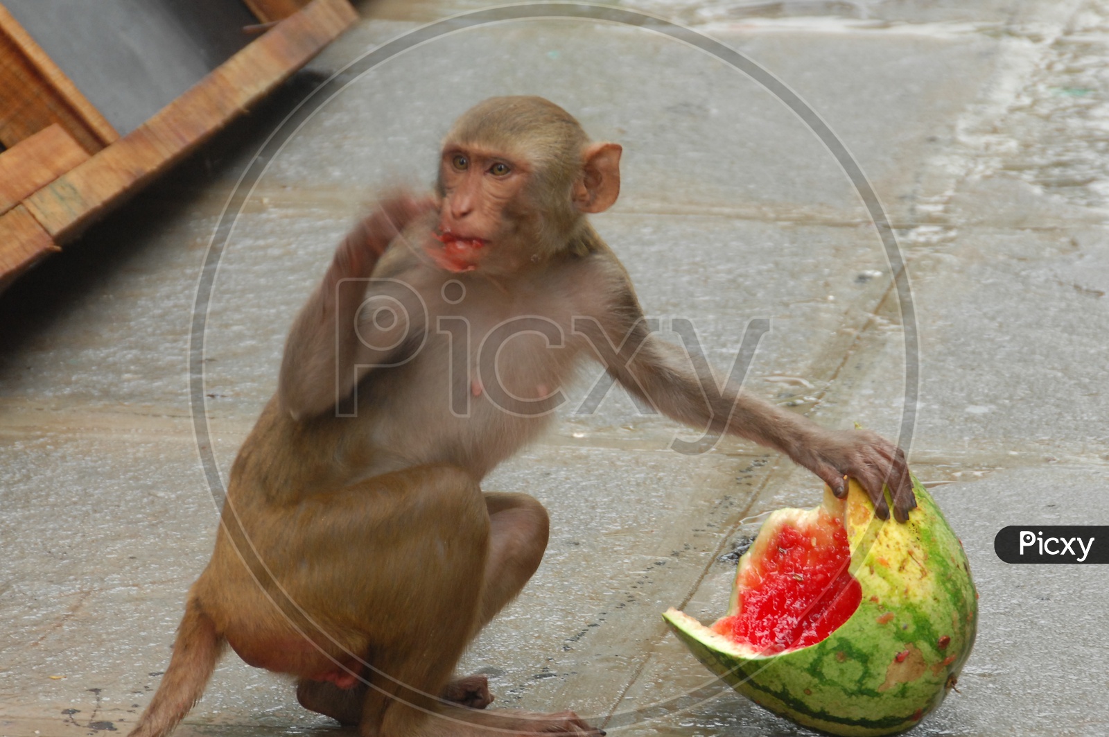 Image of Indian Monkey Eating Watermelon-WP442609-Picxy