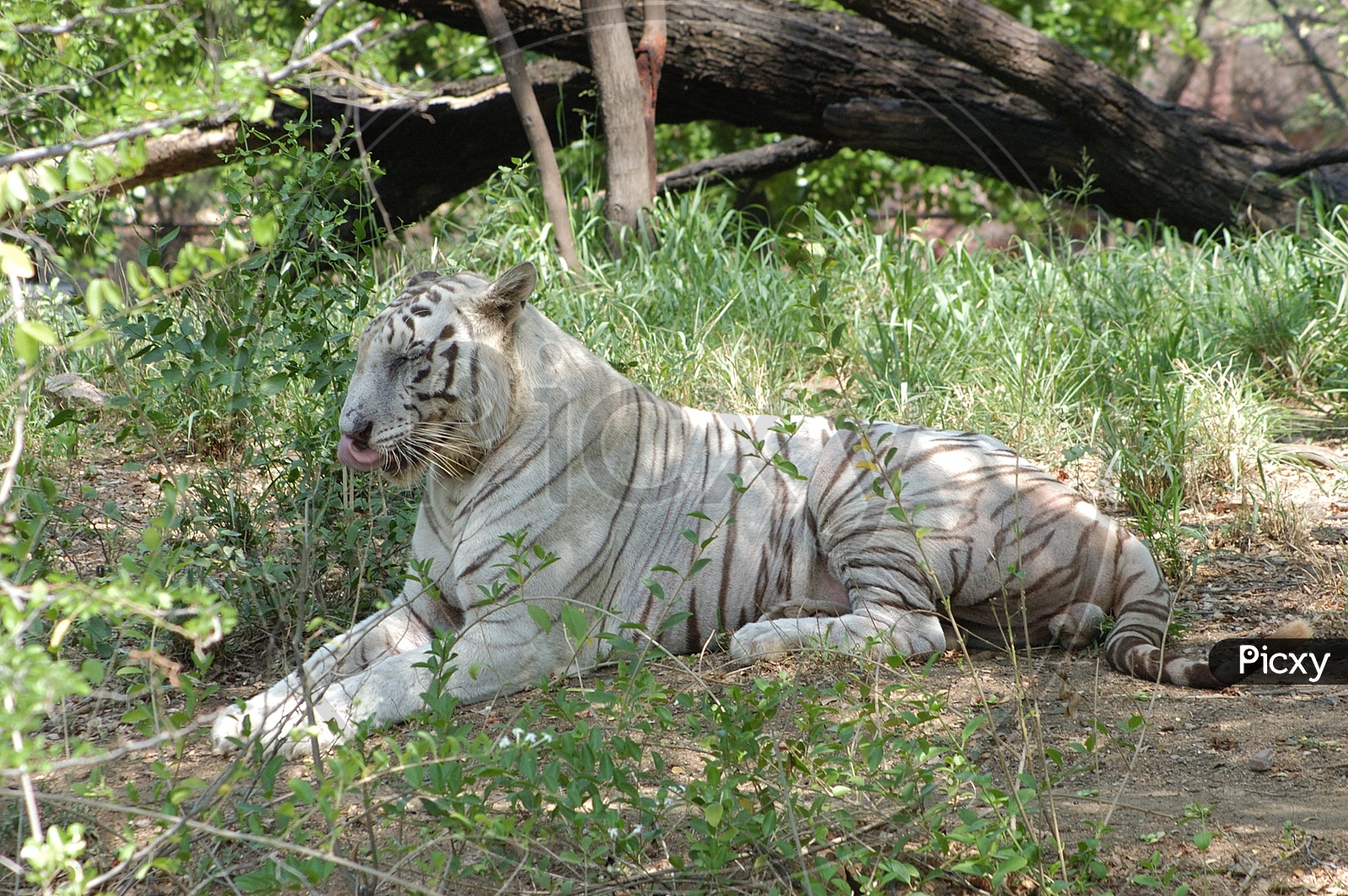 Image of A White Tiger in a resting position-IJ096037-Picxy