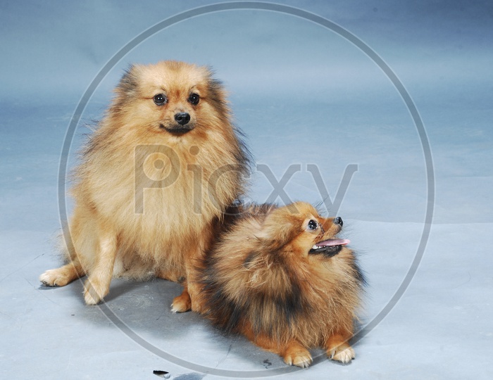 Image of A couple of A German Spitz Mittel dogs-RT256334-Picxy