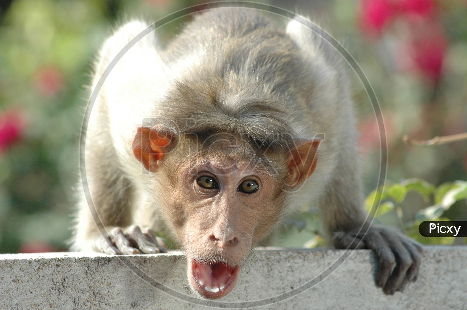 Image of Indian Young monkey Or Macaque Roaring Angrily-KB585664-Picxy